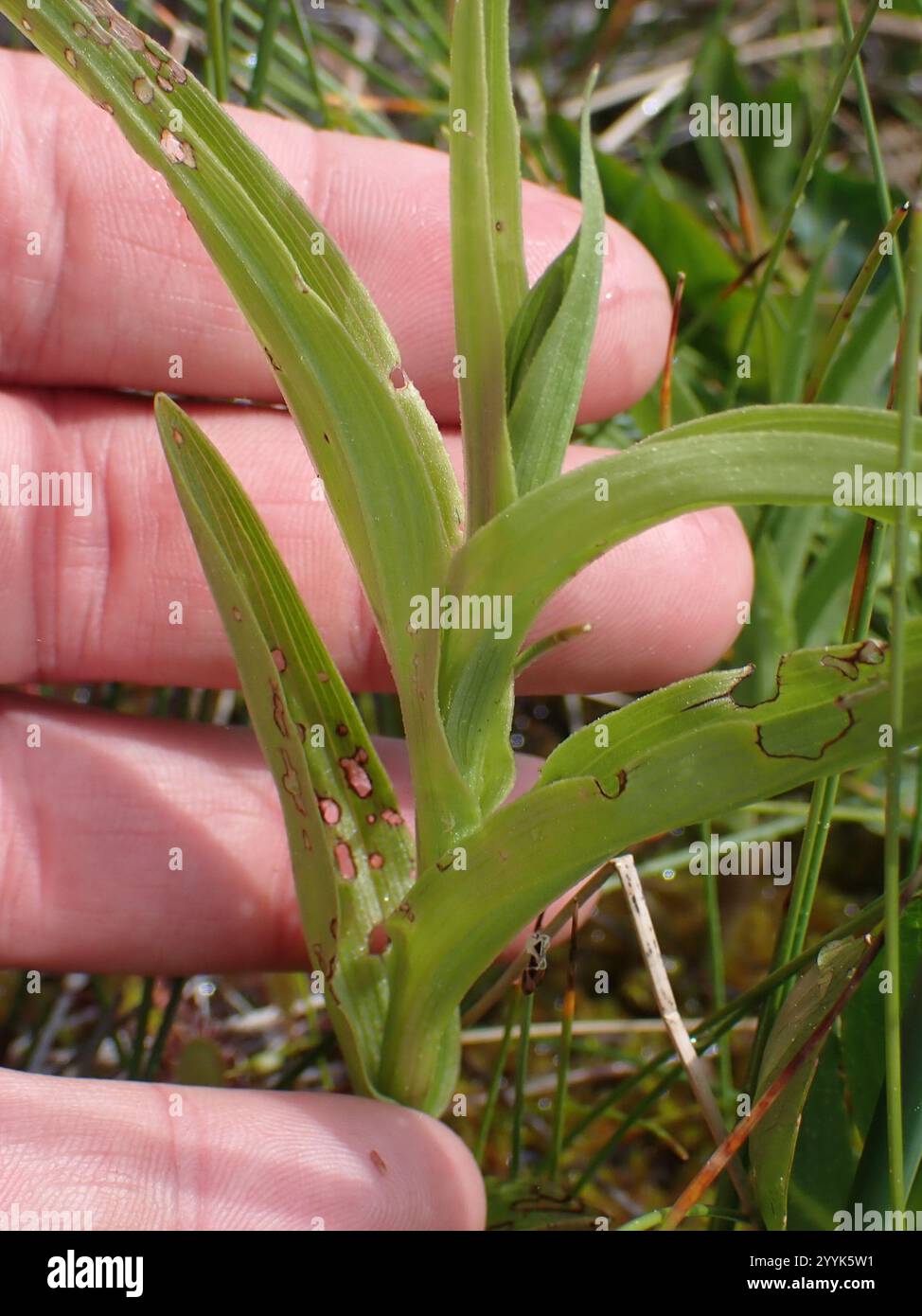 Stream Orchid (Epipactis gigantea Stock Photo - Alamy