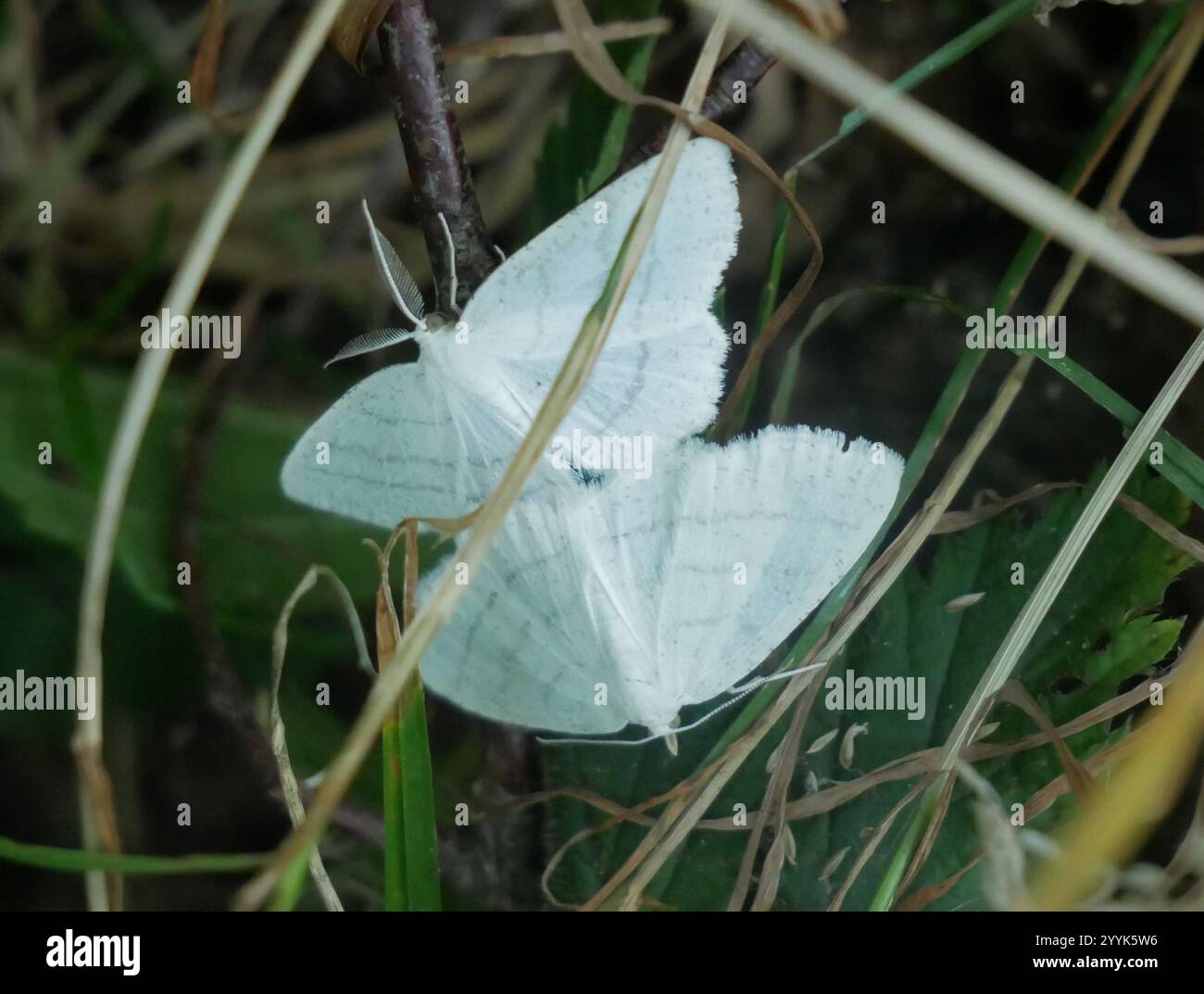 Common White Wave (Cabera pusaria Stock Photo - Alamy