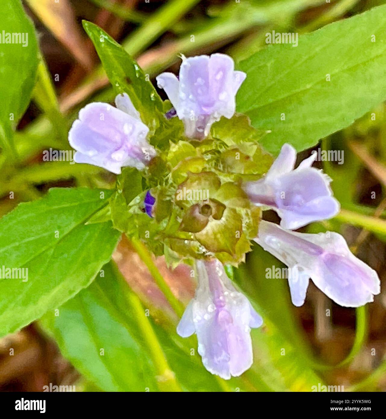 common selfheal (Prunella vulgaris Stock Photo - Alamy