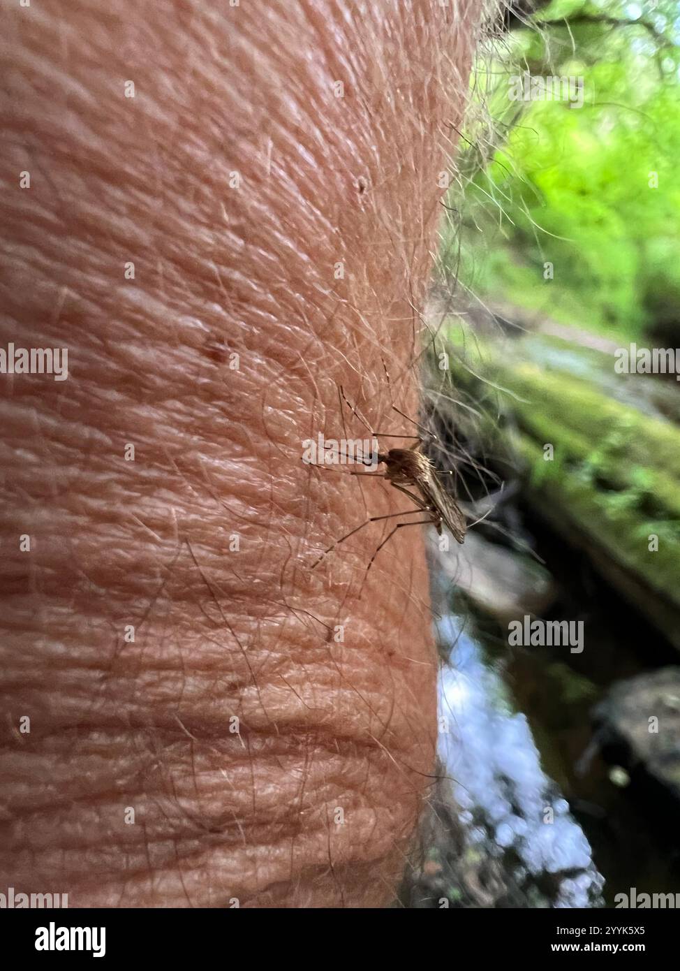 Culicine hi-res stock photography and images - Alamy