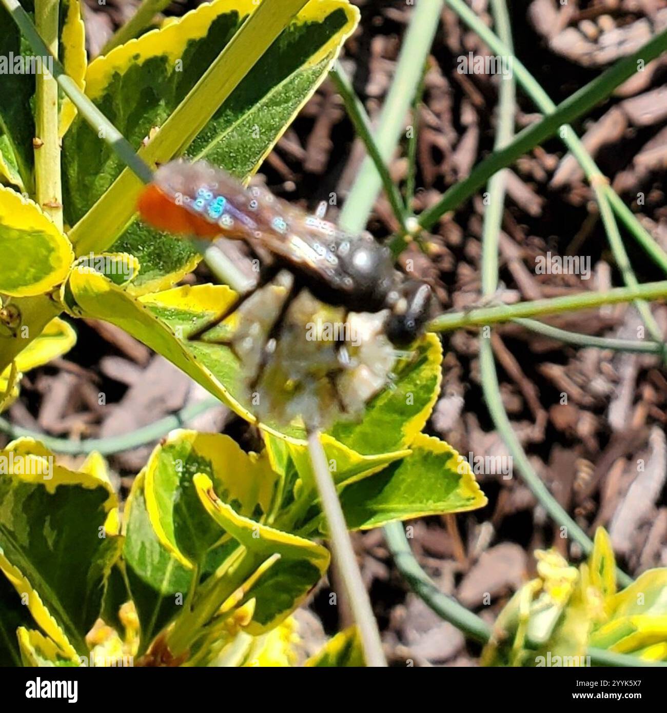 Sphex lucae hi-res stock photography and images - Alamy