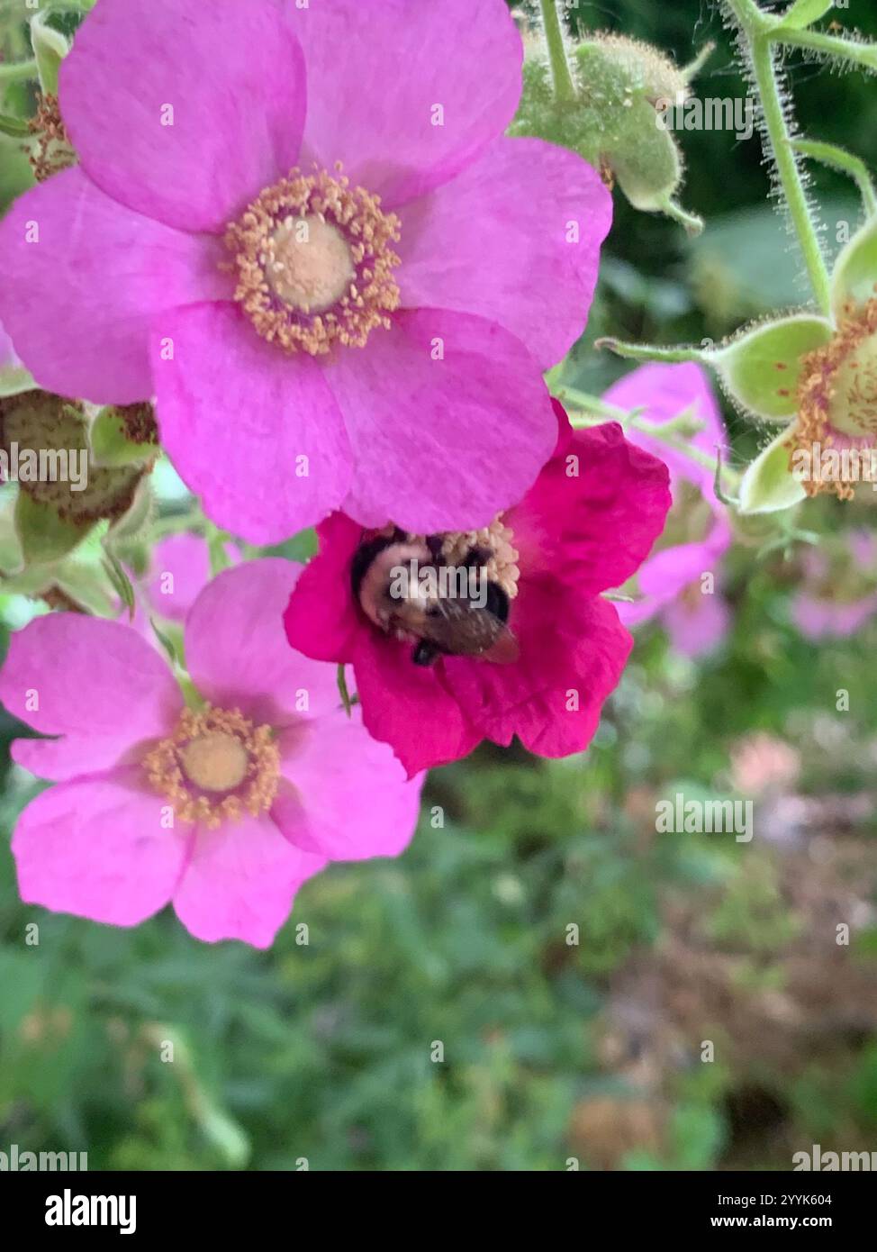 Abrupt Digger Bee (Anthophora abrupta Stock Photo - Alamy