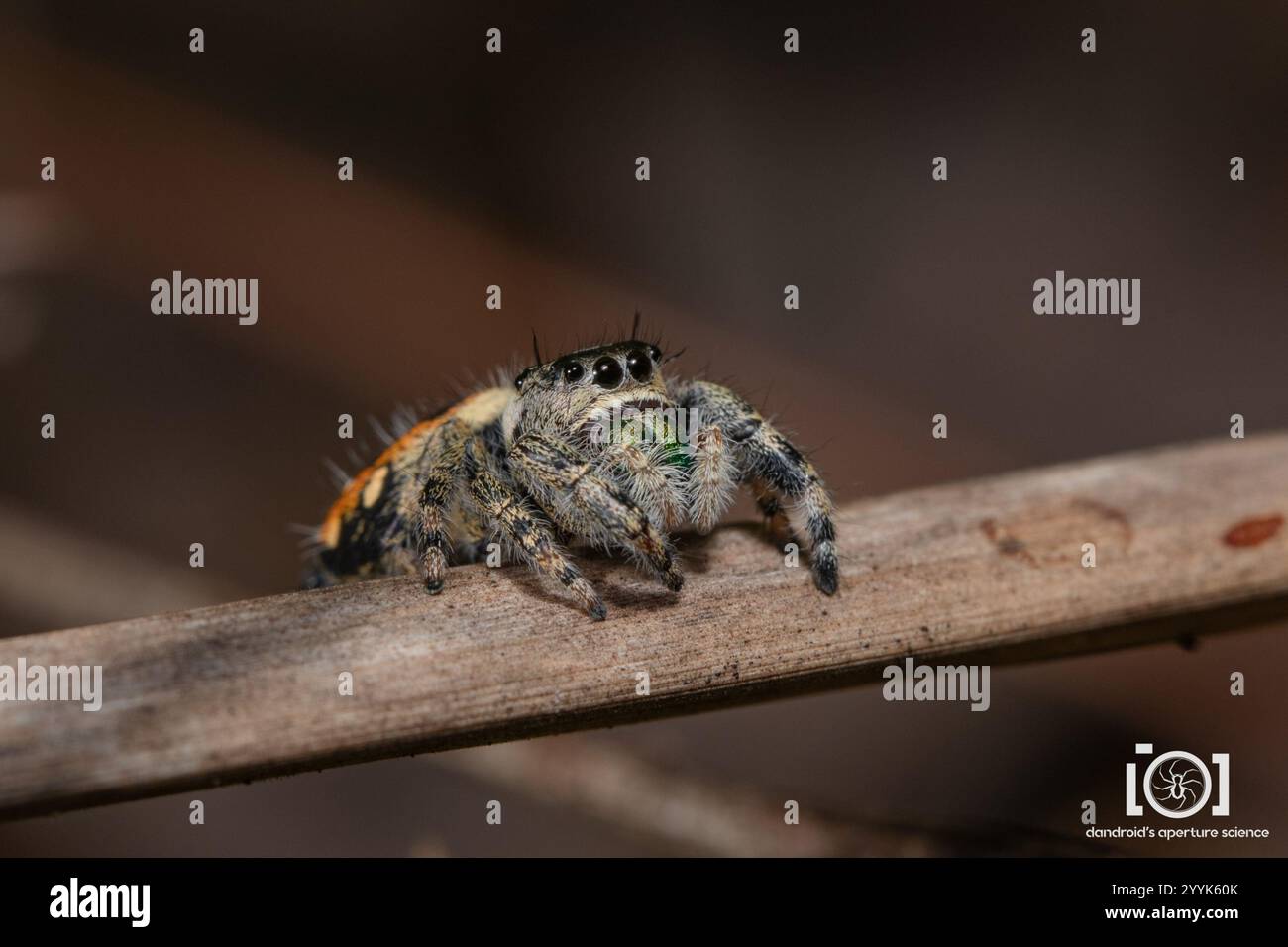 Workman's Jumping Spider (Phidippus workmani Stock Photo - Alamy