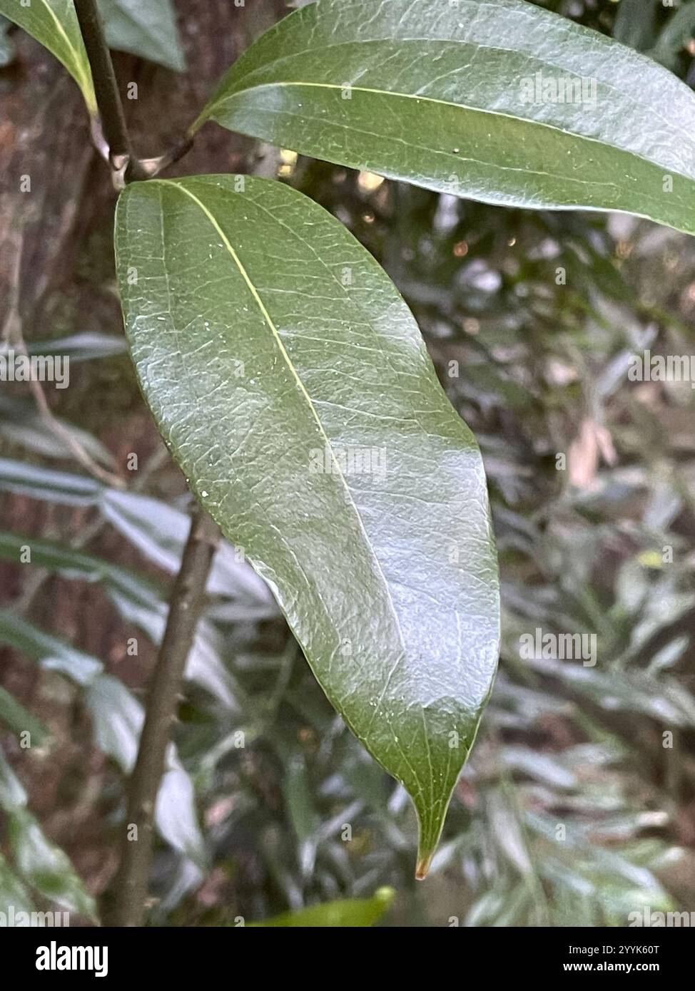 White Supplejack (Ripogonum album Stock Photo - Alamy