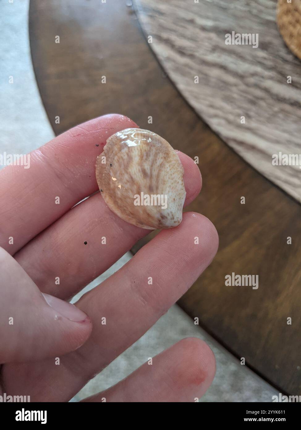 Common Atlantic Slippersnail (Crepidula fornicata Stock Photo - Alamy