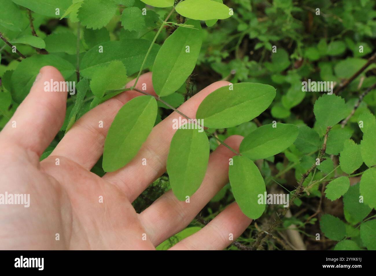 Sierra Nevada Peavine (Lathyrus nevadensis Stock Photo - Alamy