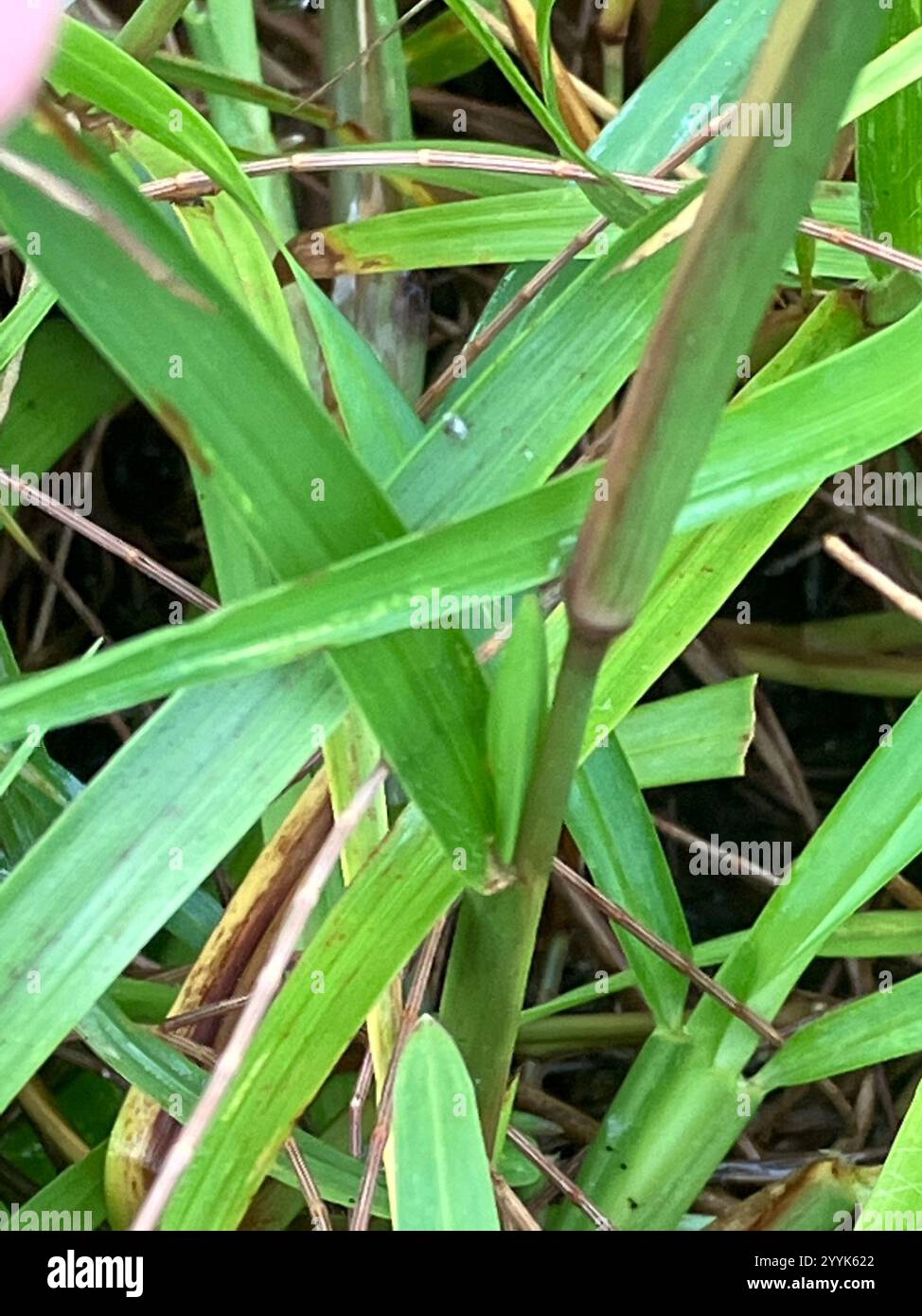 Southern Sandbur (Cenchrus echinatus Stock Photo - Alamy