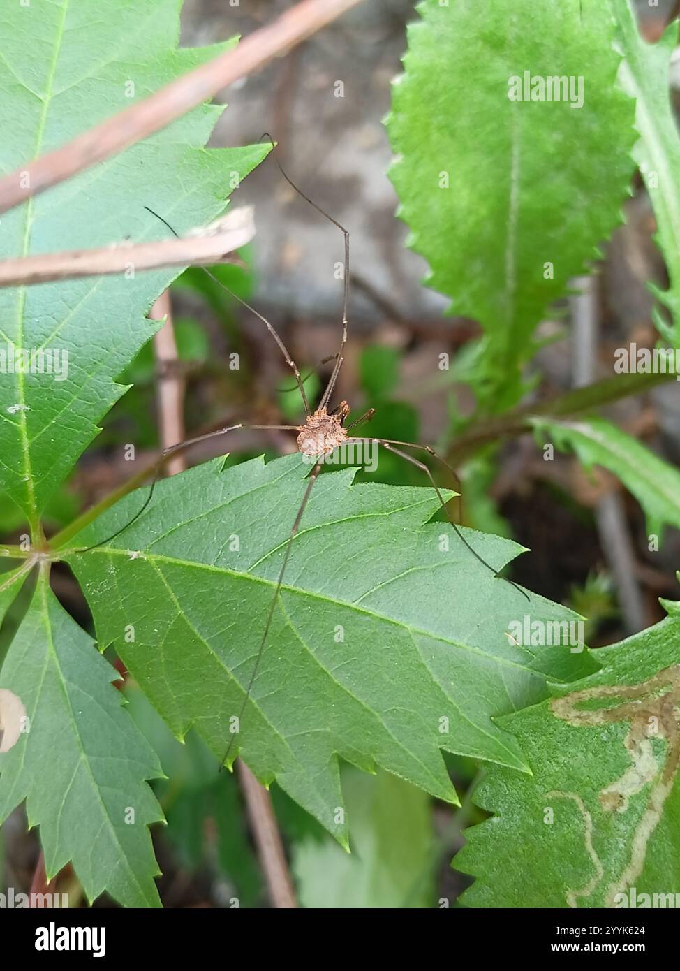 European Harvestman (Phalangium opilio Stock Photo - Alamy