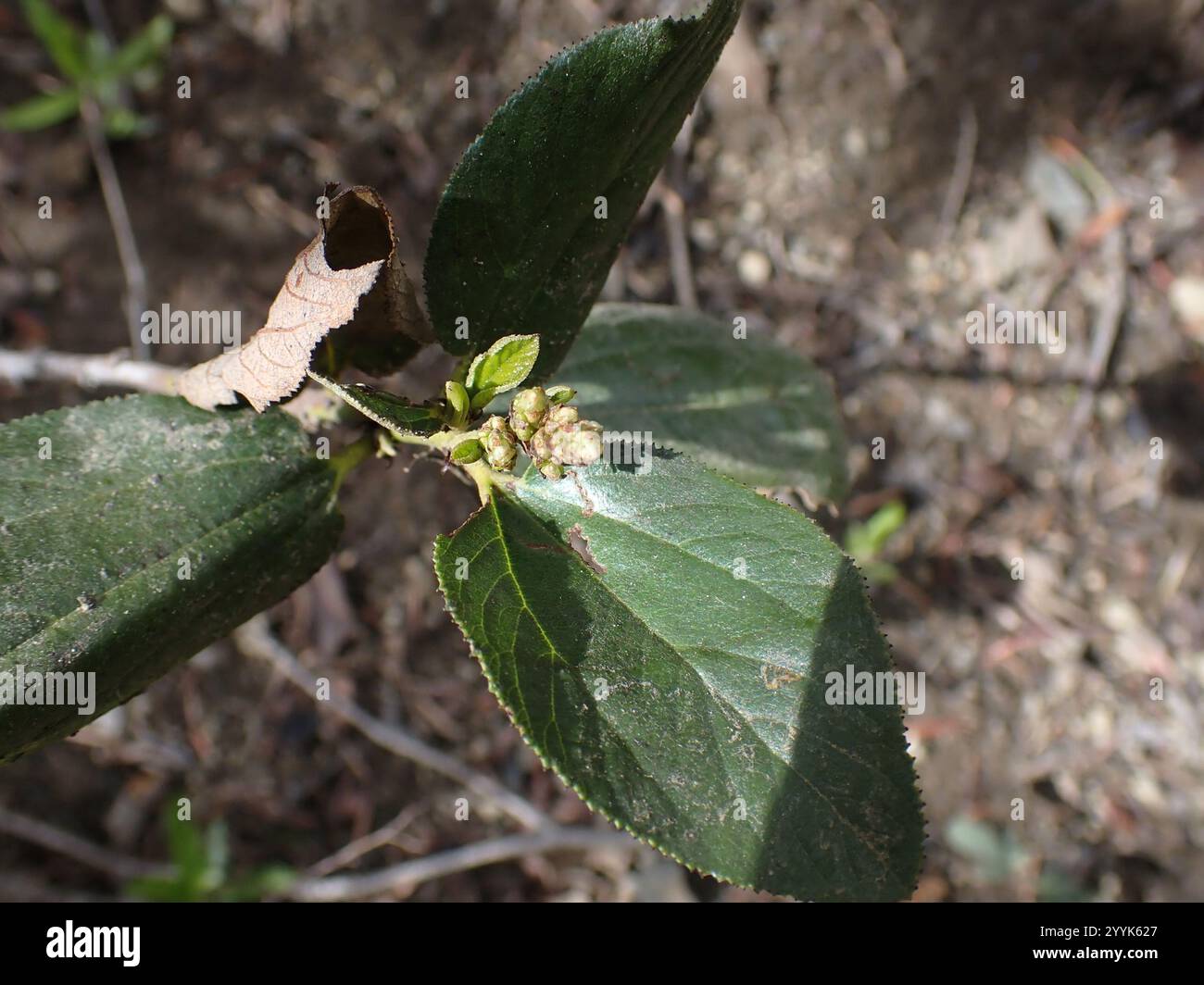 Snowbrush Ceanothus (Ceanothus velutinus Stock Photo - Alamy