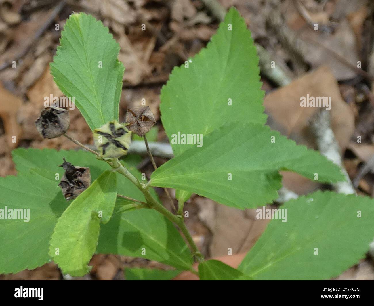Cuban jute (Sida rhombifolia Stock Photo - Alamy