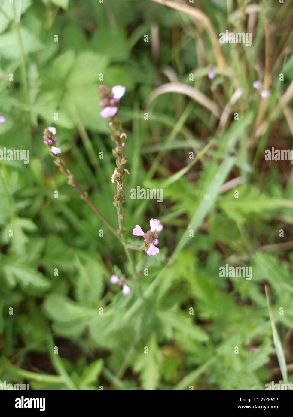 Common vervain (Verbena officinalis Stock Photo - Alamy