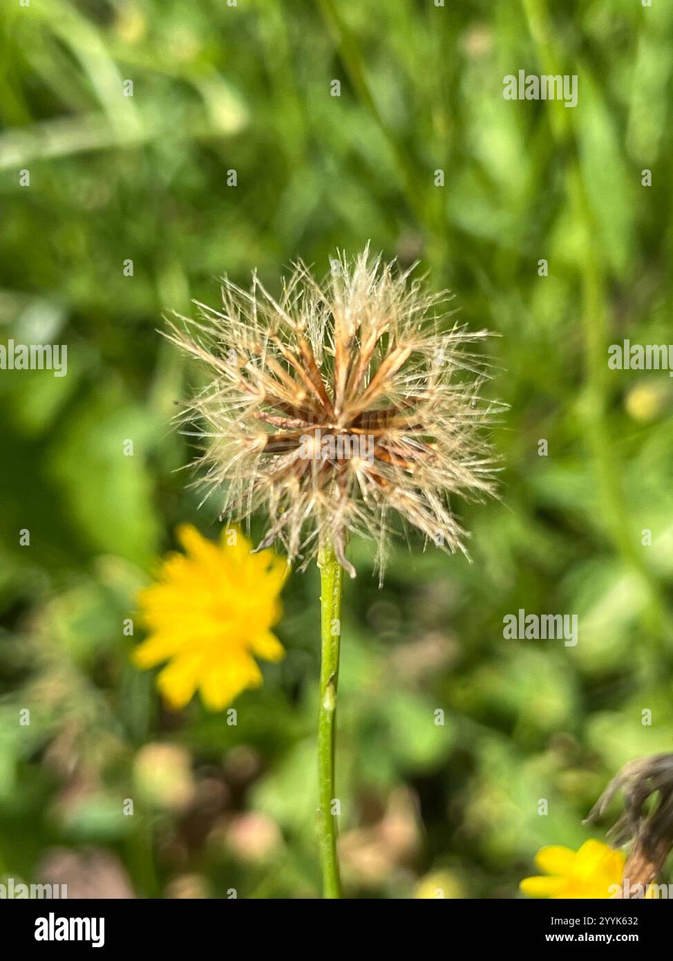 Autumn Hawkbit (Scorzoneroides autumnalis Stock Photo - Alamy