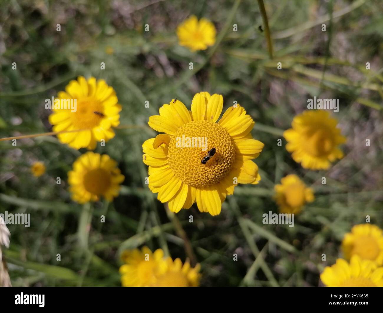 Golden marguerite (Cota tinctoria Stock Photo - Alamy