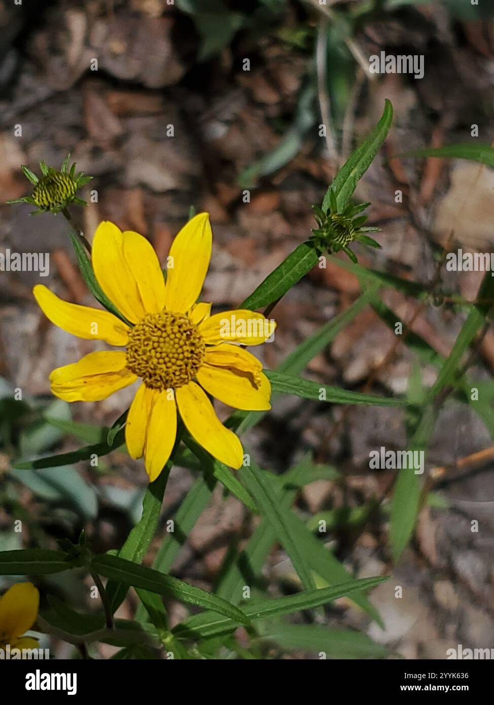 Showy goldeneye hi-res stock photography and images - Alamy