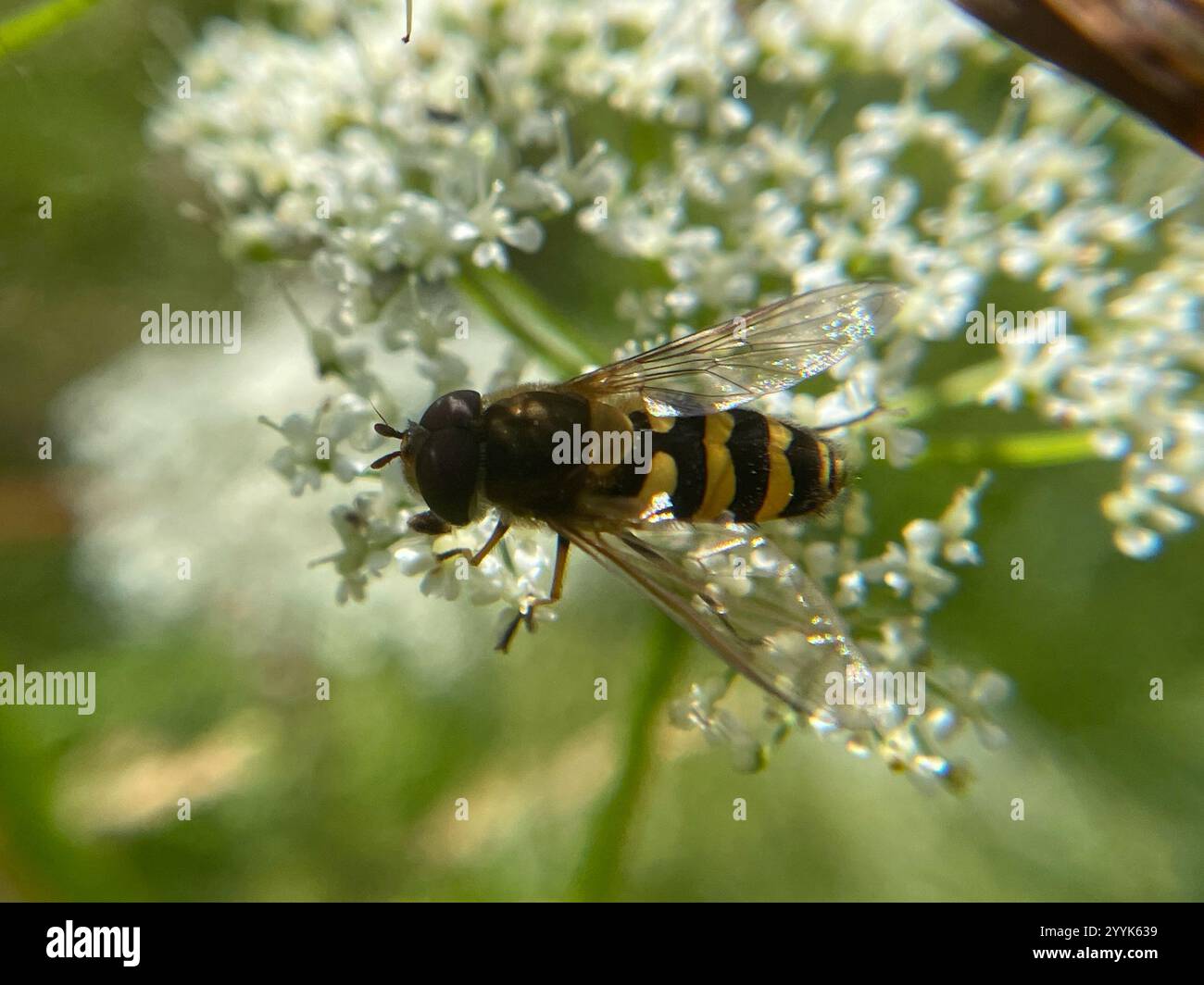 Hover Flies (Syrphidae Stock Photo - Alamy