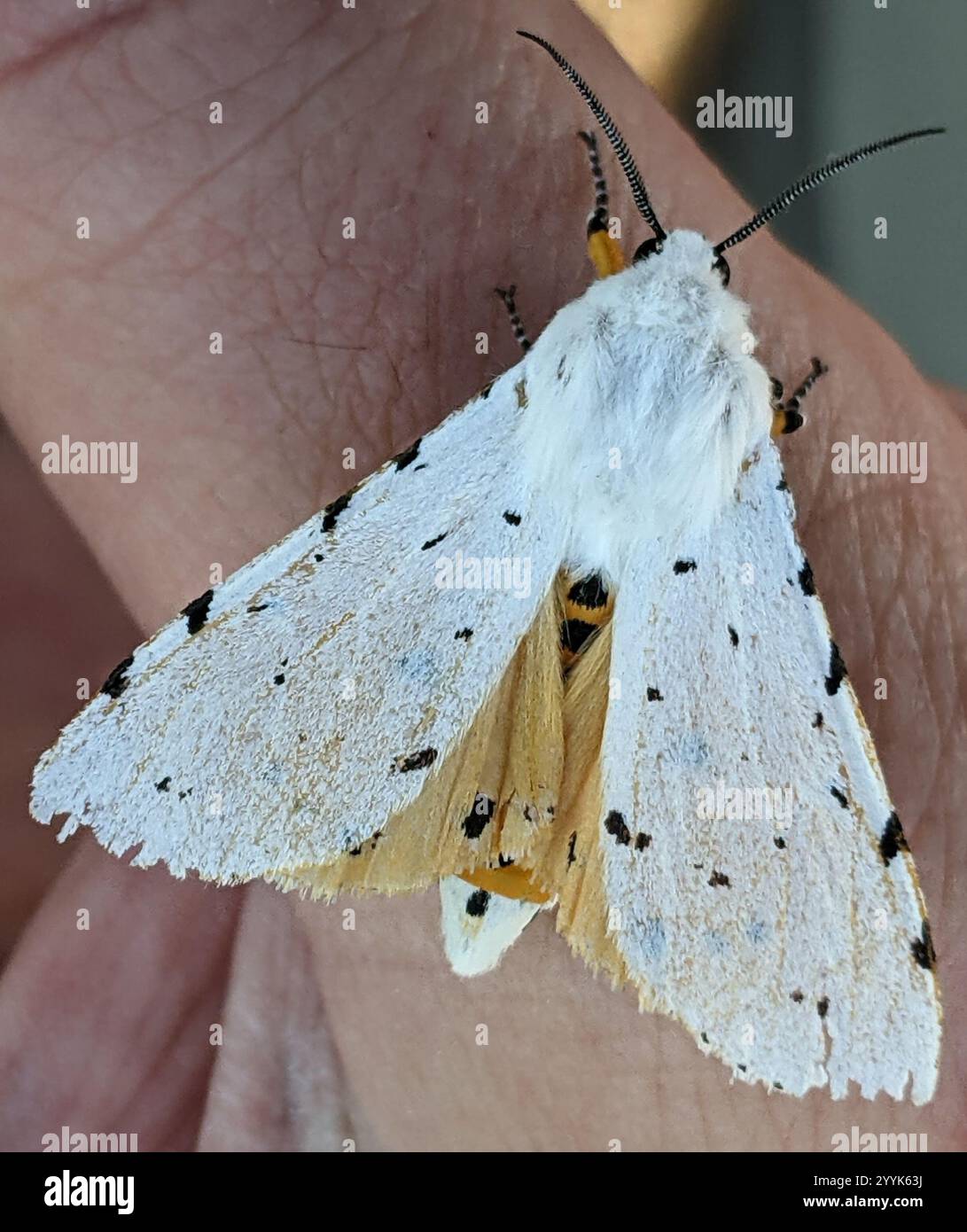 Salt Marsh Moth (Estigmene acrea Stock Photo - Alamy