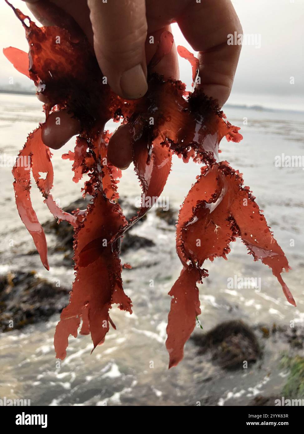 Grape Tongue (Cryptopleura ruprechtiana Stock Photo - Alamy