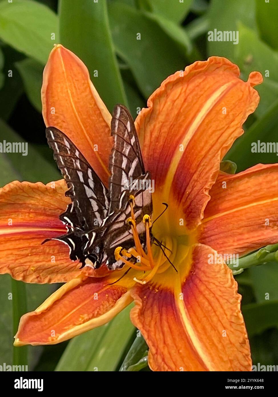 Pale Swallowtail (Papilio eurymedon Stock Photo - Alamy