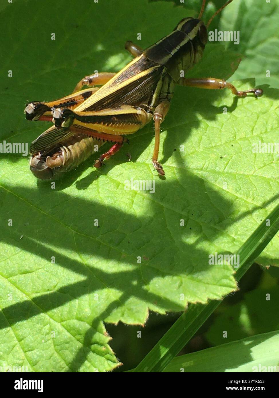 Two-striped Grasshopper (Melanoplus bivittatus Stock Photo - Alamy