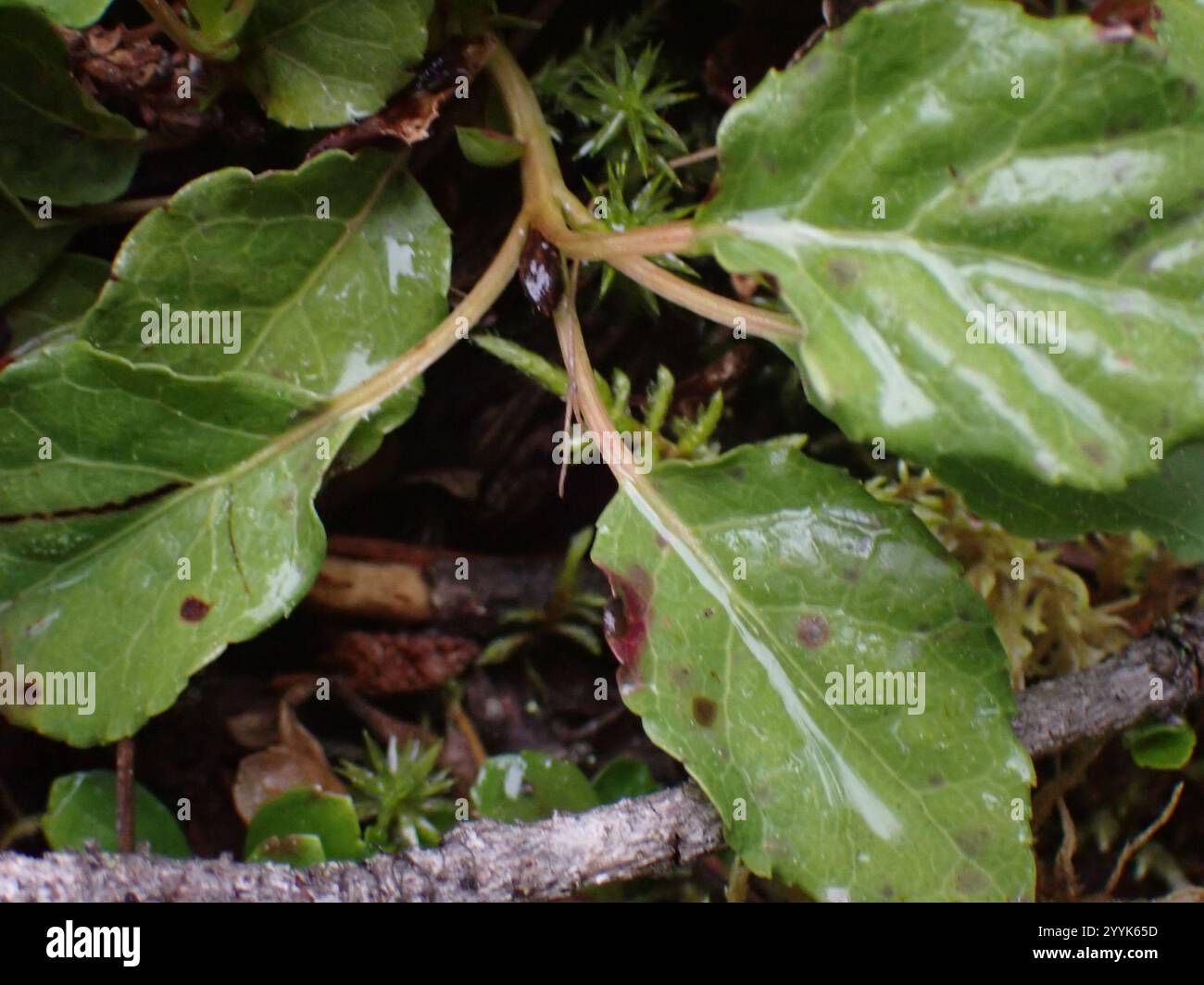 one-sided wintergreen (Orthilia secunda Stock Photo - Alamy