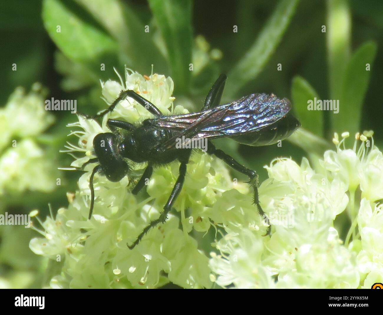 Cutworm Wasps (Podalonia Stock Photo - Alamy