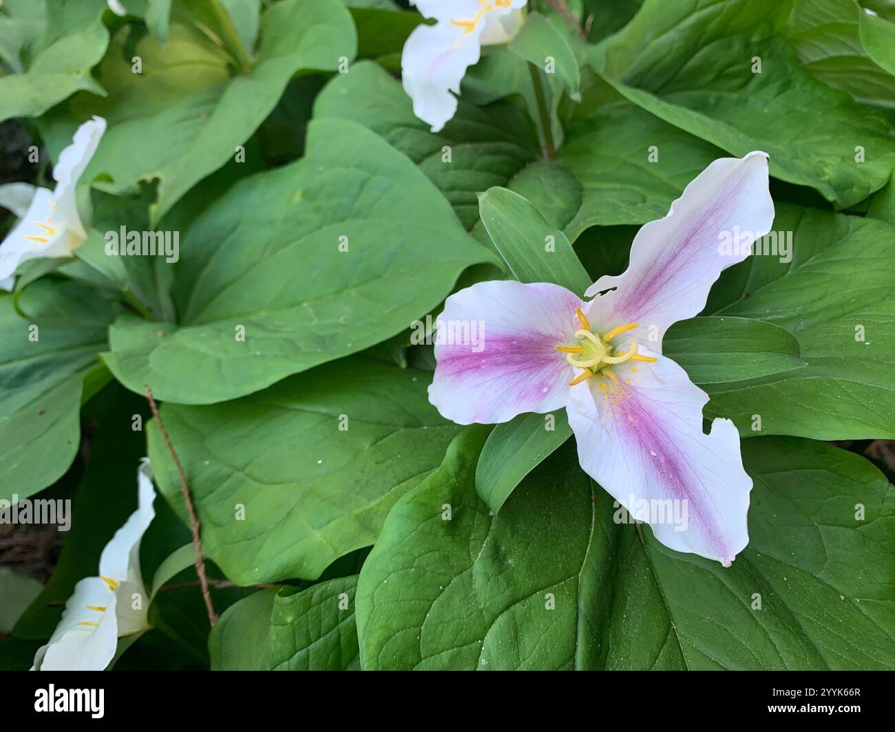 Pacific trillium (Trillium ovatum Stock Photo - Alamy