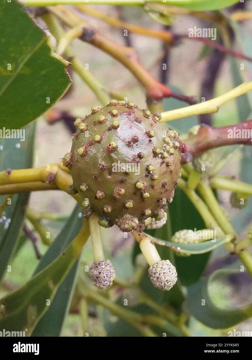 Golden Wattle Gall Wasp (Trichilogaster signiventris Stock Photo - Alamy