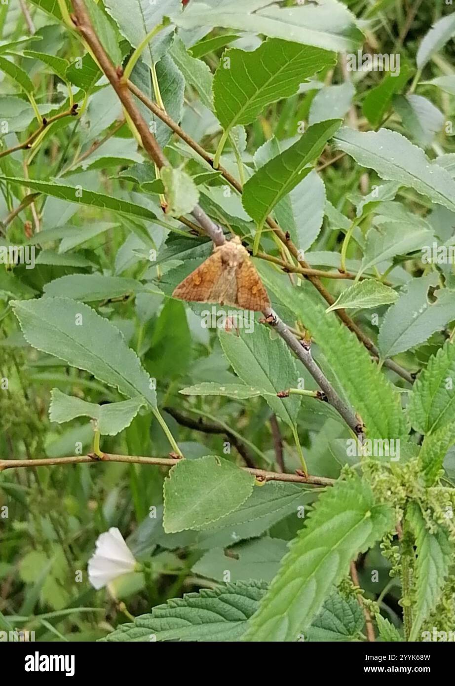 Ear Moths (Amphipoea Stock Photo - Alamy