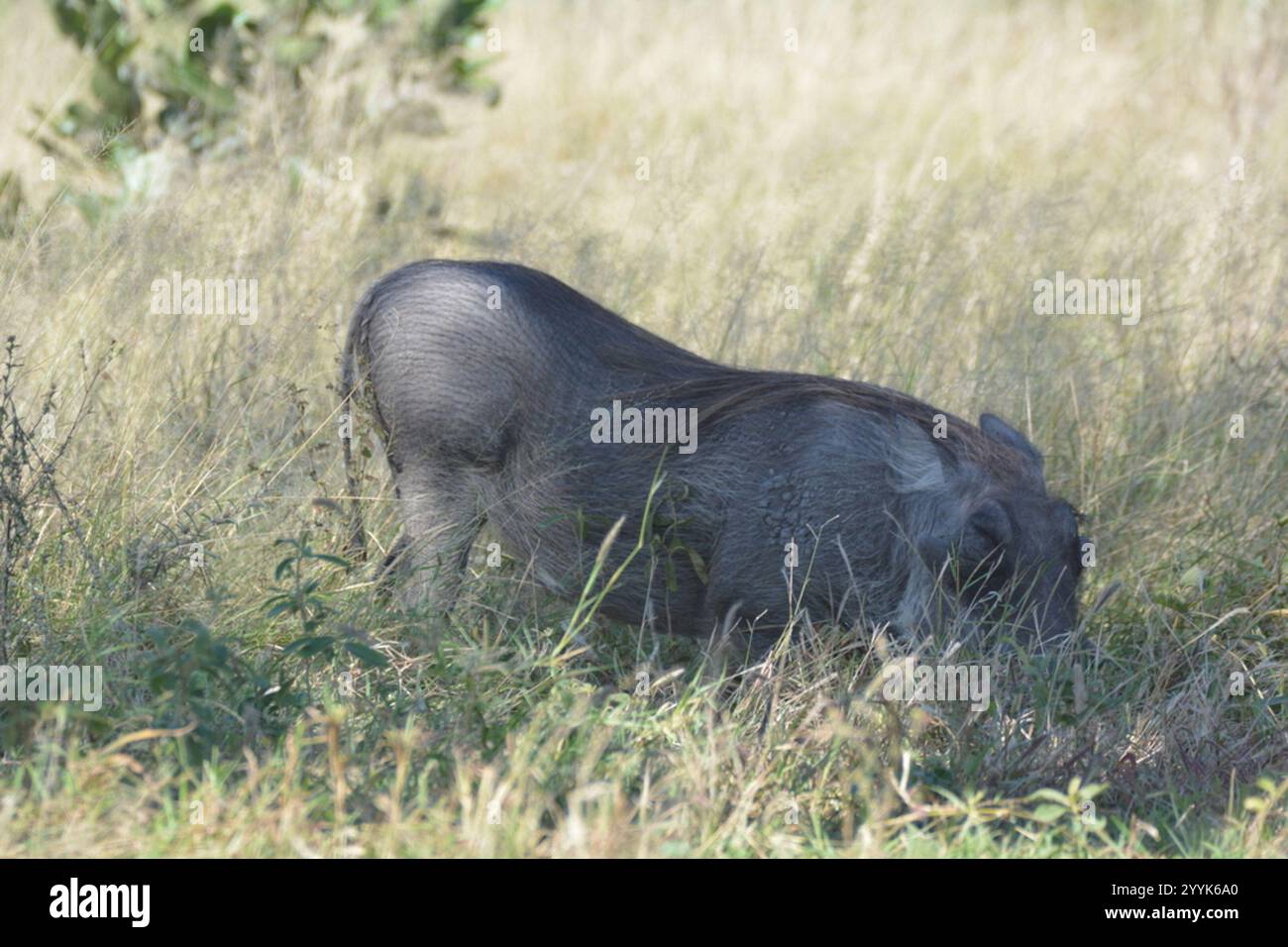 Southern Warthog (Phacochoerus africanus sundevallii Stock Photo - Alamy