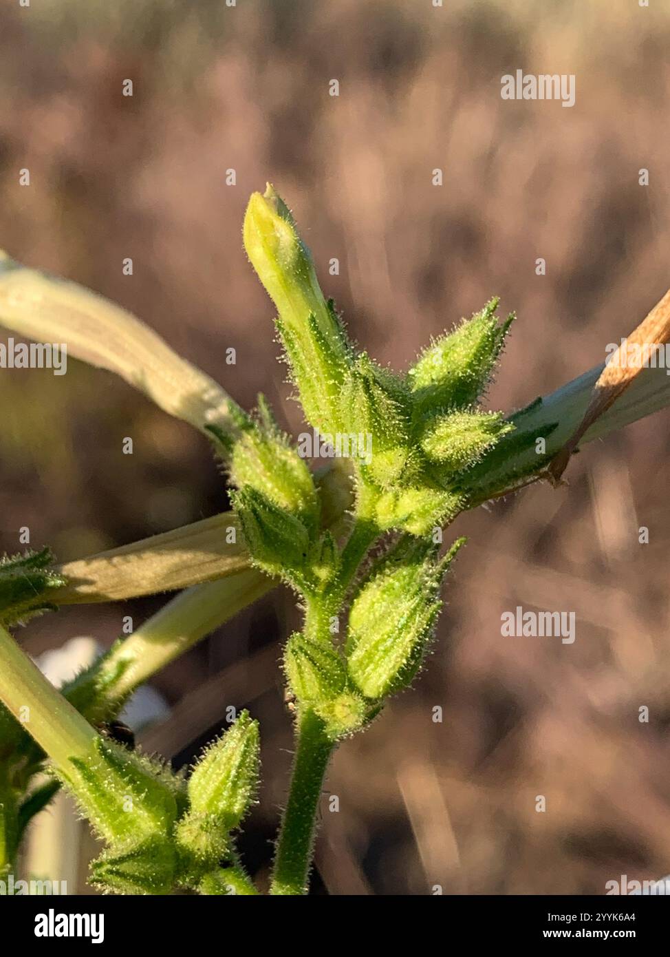Coyote tobacco hi-res stock photography and images - Alamy