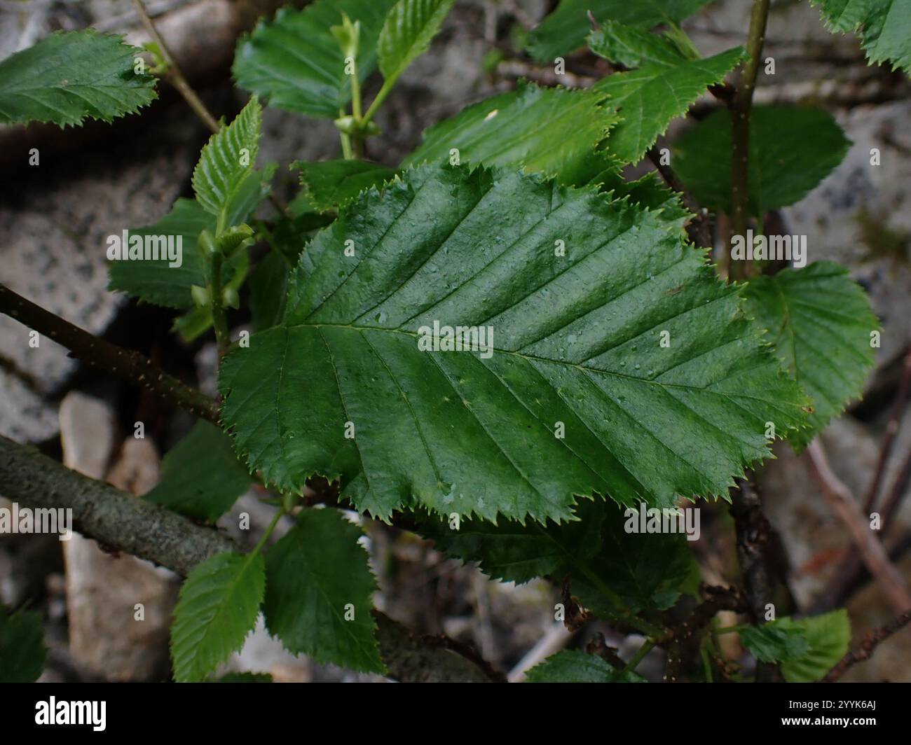 green alder (Alnus alnobetula Stock Photo - Alamy
