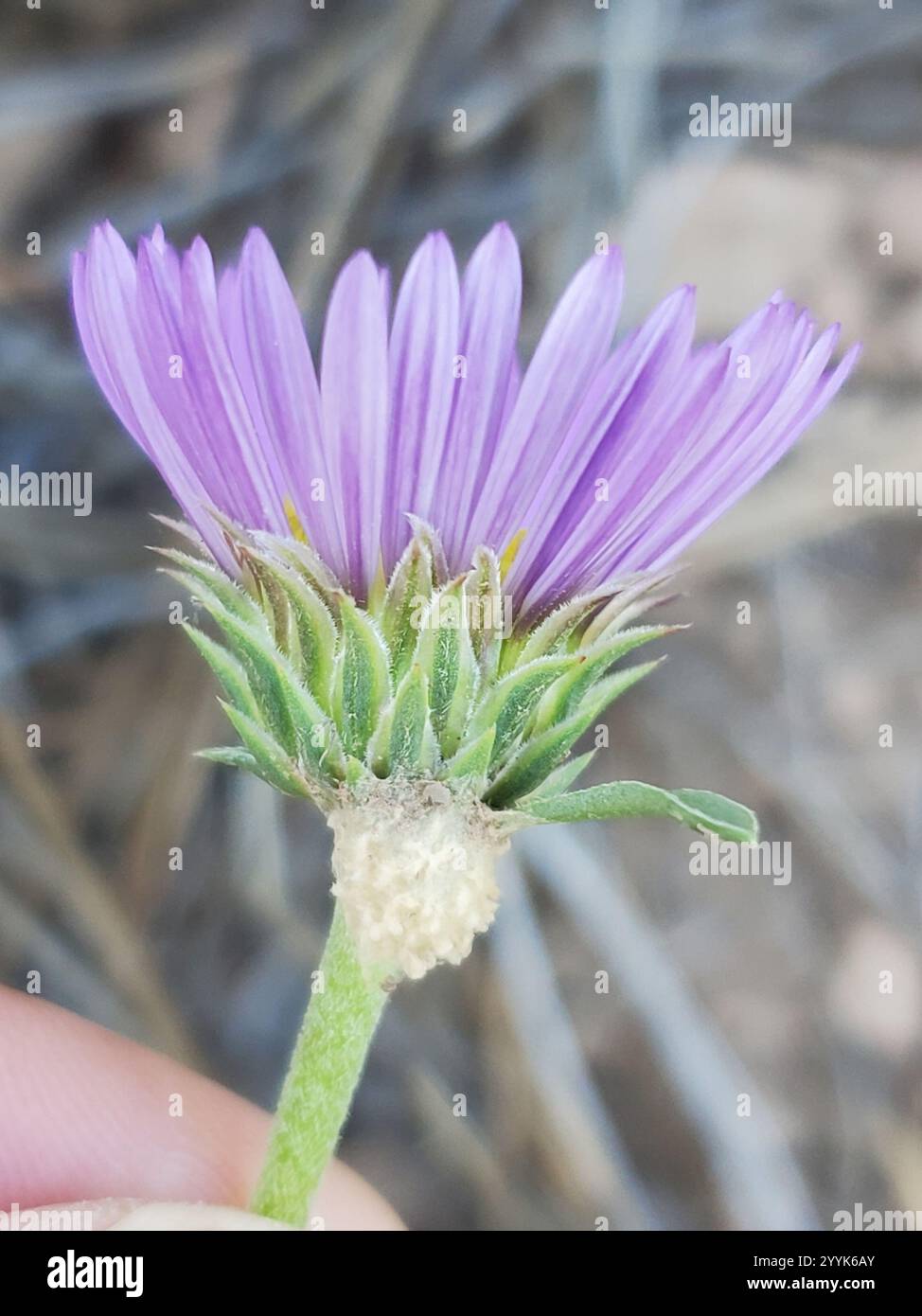 Tall Townsend Daisy (Townsendia eximia Stock Photo - Alamy
