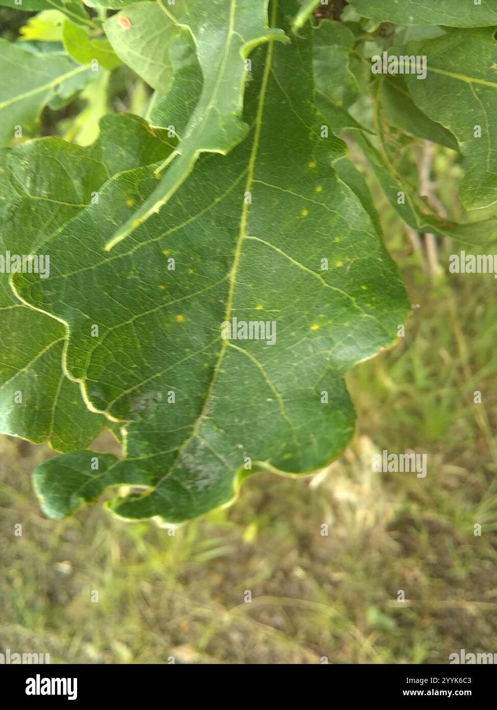 Common Spangle Gall Wasp (Neuroterus quercusbaccarum Stock Photo - Alamy