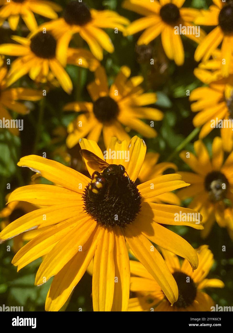 Noble Scoliid Wasp (Scolia nobilitata Stock Photo - Alamy