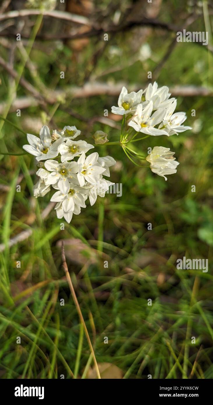 white brodiaea (Triteleia hyacinthina Stock Photo - Alamy