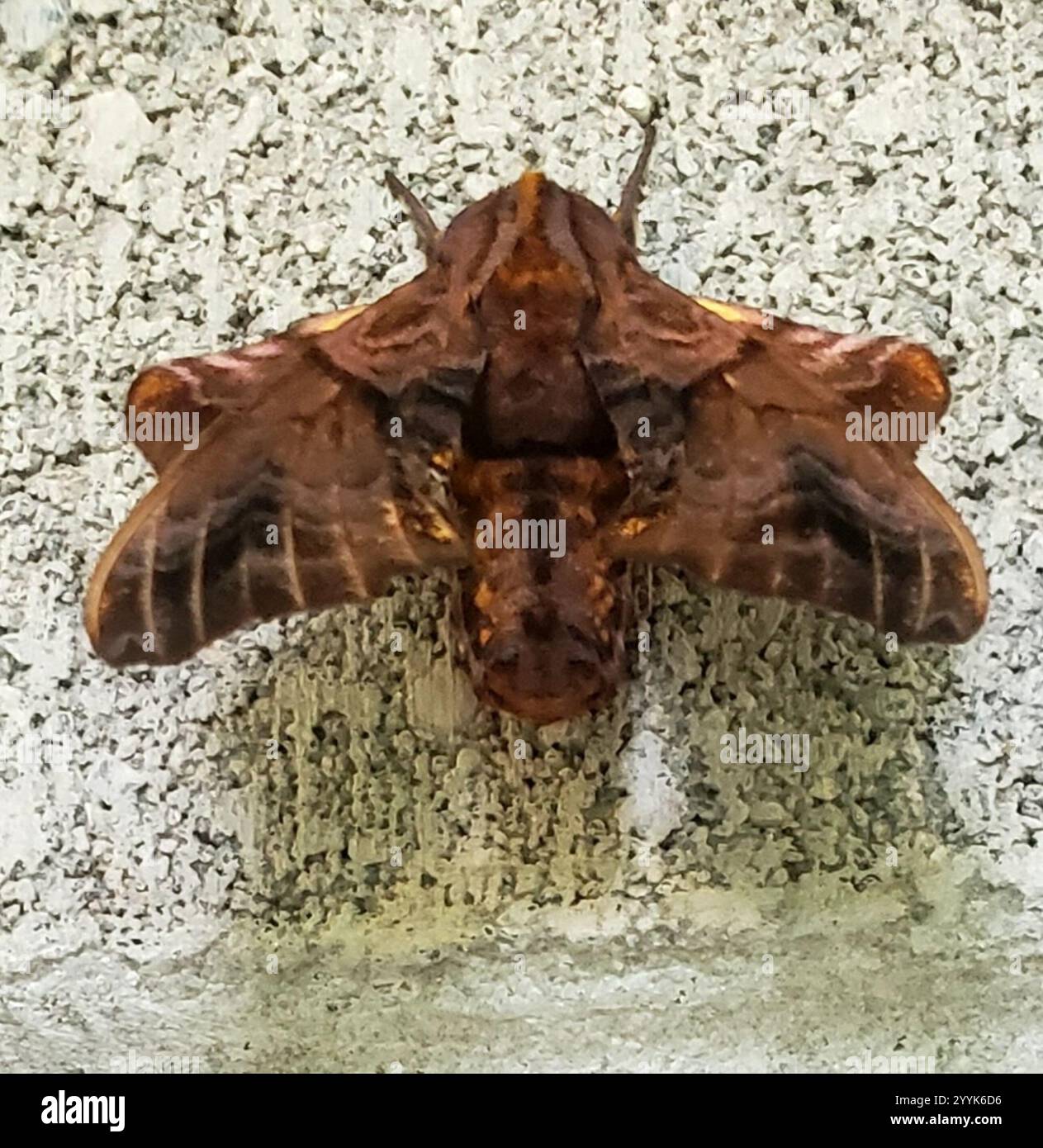 Small-eyed Sphinx (Paonias myops Stock Photo - Alamy