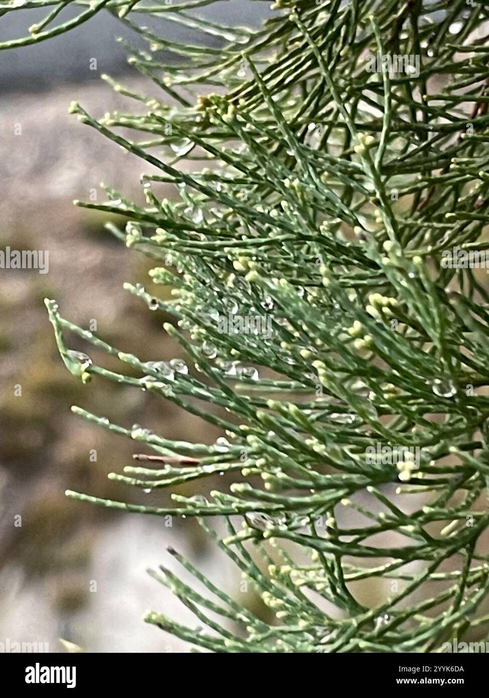 White Cypress-pine (Callitris glaucophylla Stock Photo - Alamy