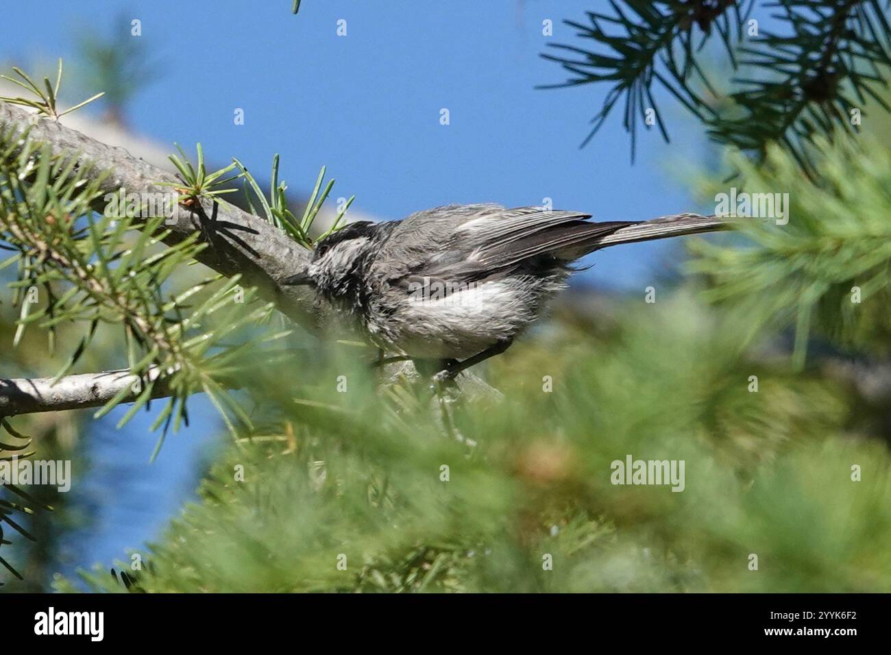 Mountain Chickadee (Poecile gambeli Stock Photo - Alamy