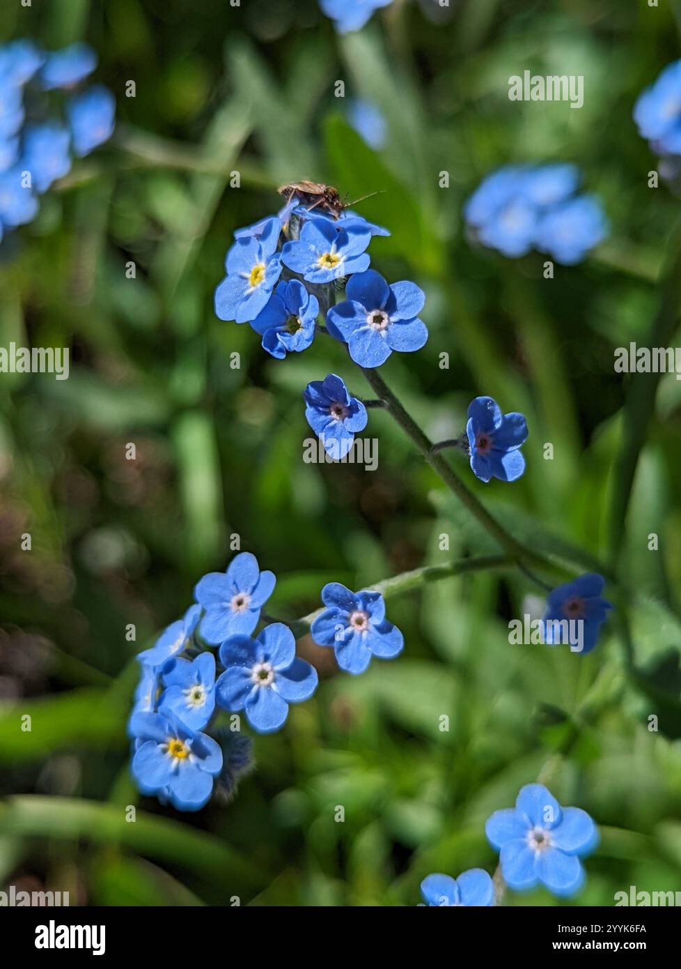 mountain forget-me-not (Myosotis asiatica Stock Photo - Alamy