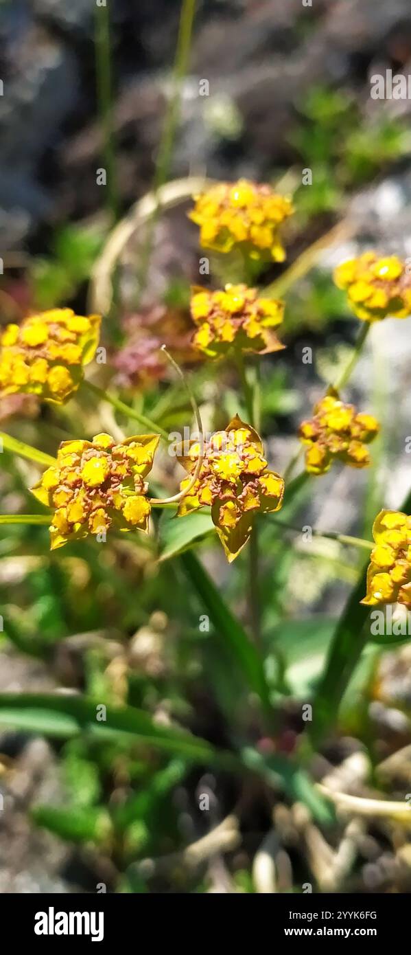 basal leaved bupleurum (Bupleurum multinerve Stock Photo - Alamy