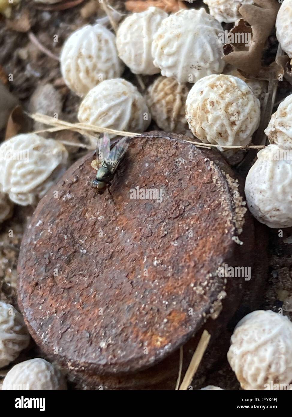 Picture-winged Flies (Ulidiidae Stock Photo - Alamy