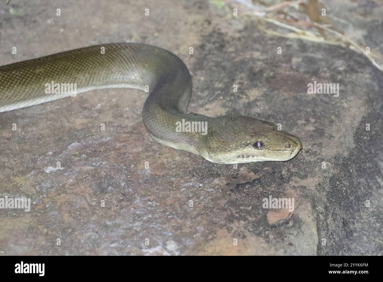 Liasis hi-res stock photography and images - Alamy