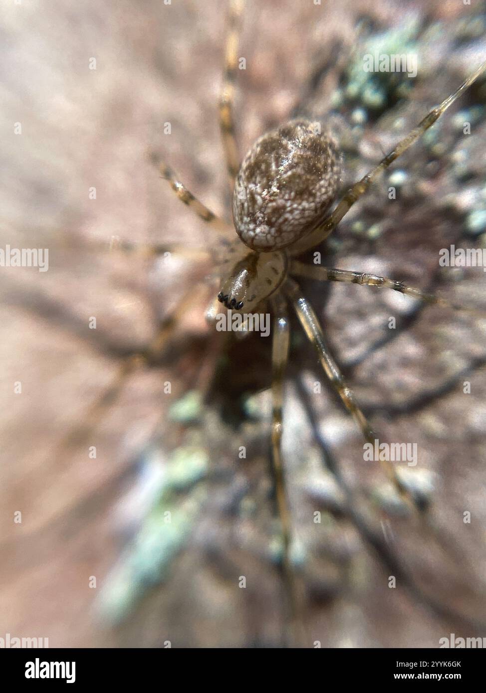 Invisible Spider (Drapetisca socialis Stock Photo - Alamy
