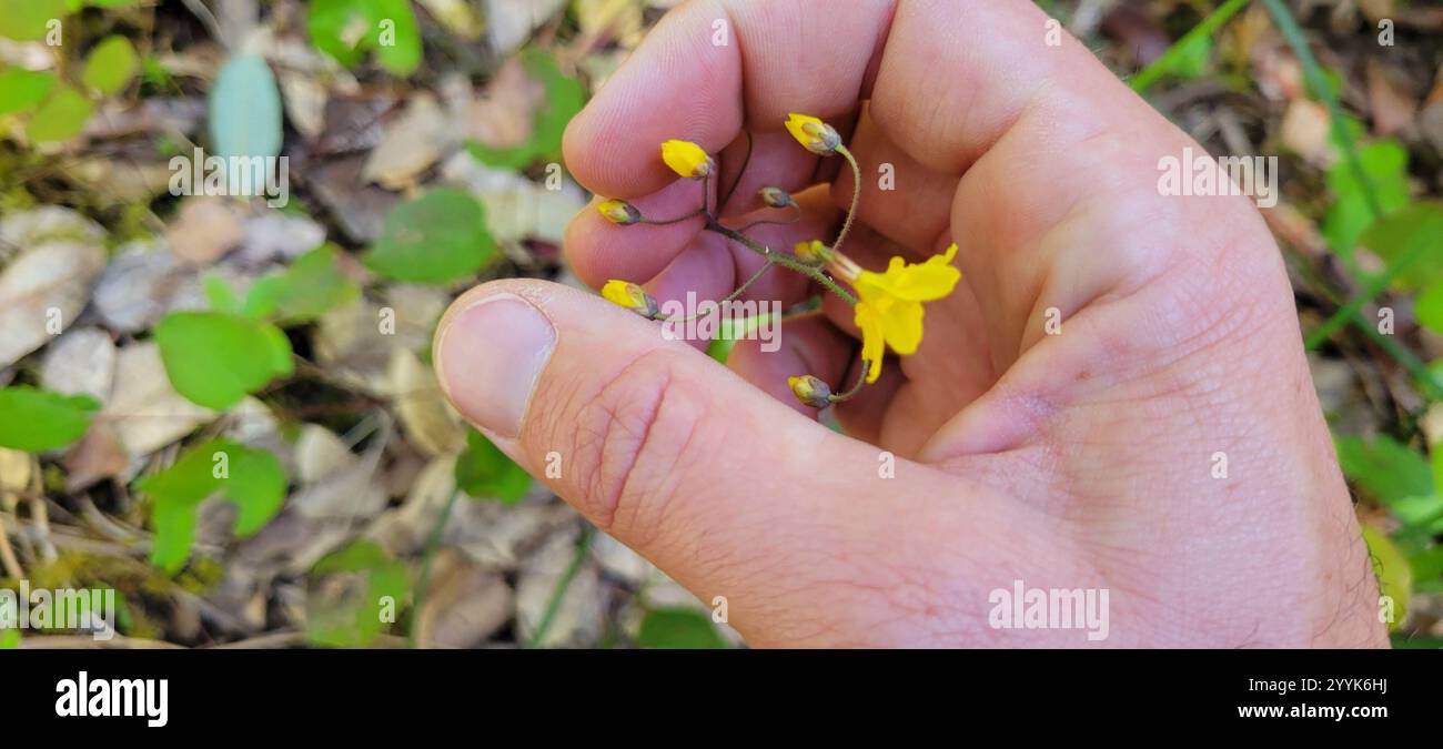 Siskiyou inside-out-flower (Vancouveria chrysantha Stock Photo - Alamy