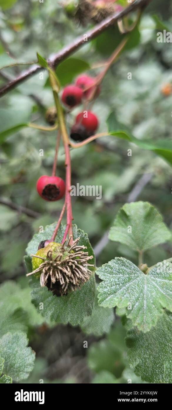 Cedar-Hawthorn Rust (Gymnosporangium globosum Stock Photo - Alamy