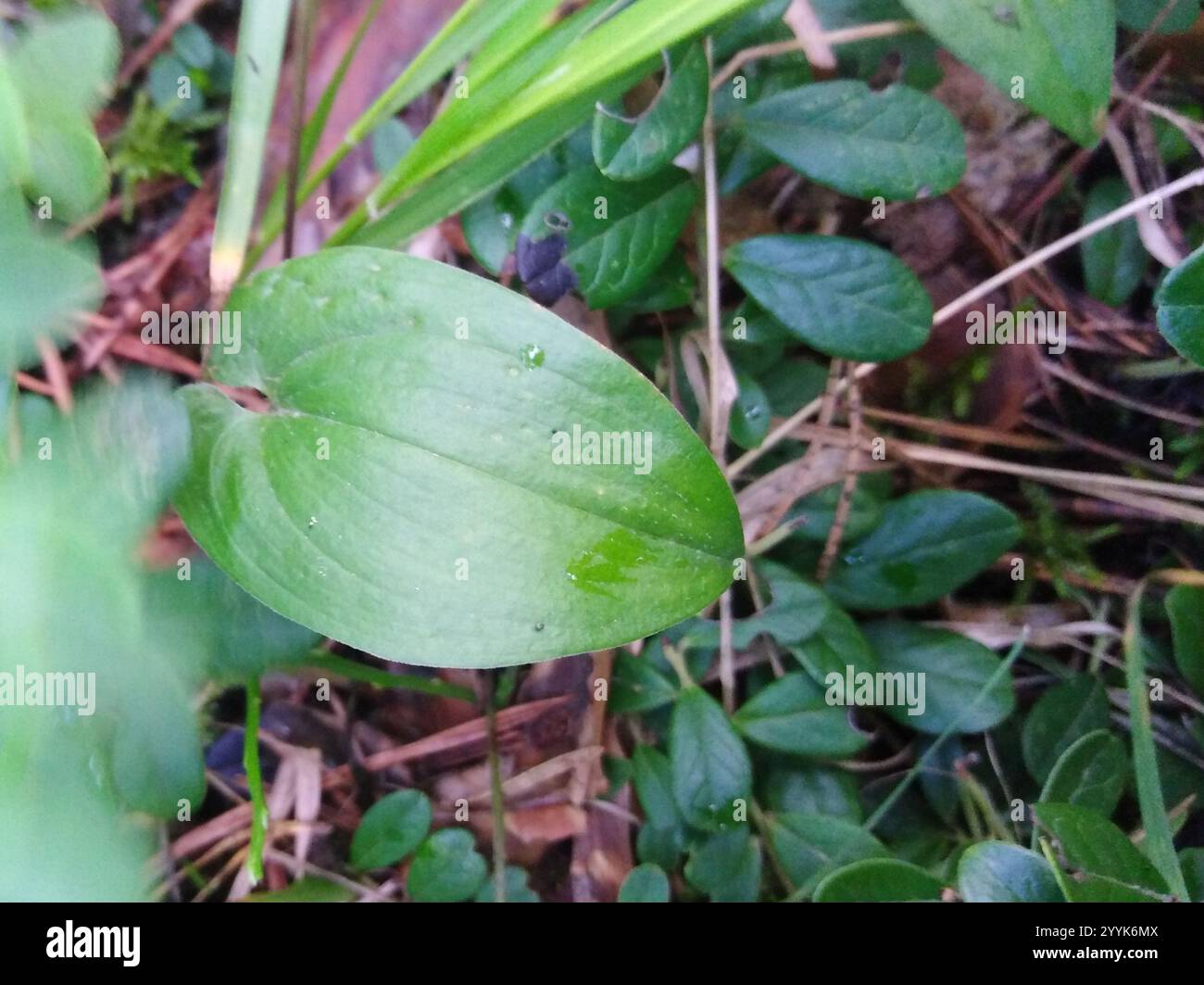 May Lily (Maianthemum bifolium Stock Photo - Alamy