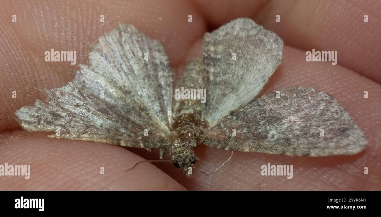 Gem Moth (Orthonama obstipata Stock Photo - Alamy