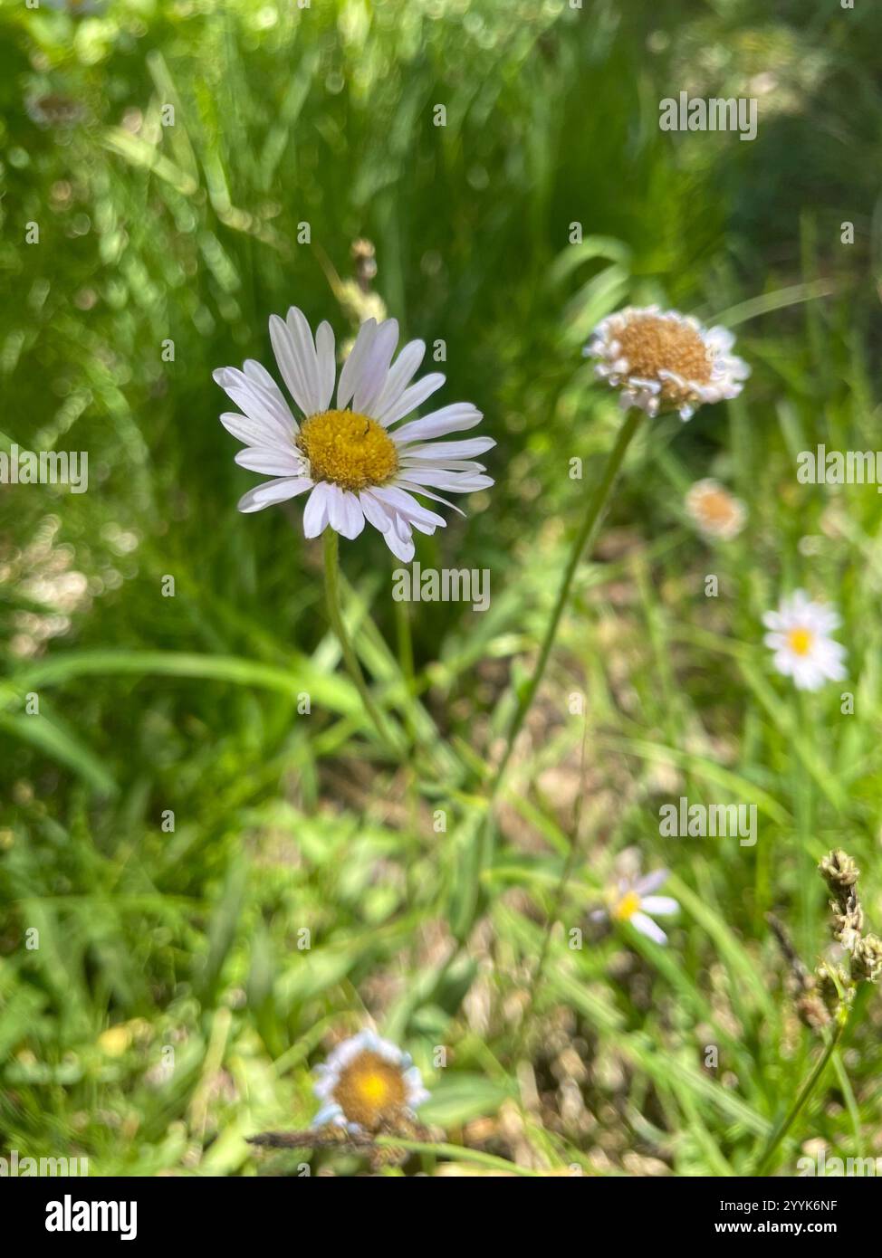 Subalpine Fleabane (Erigeron glacialis Stock Photo - Alamy