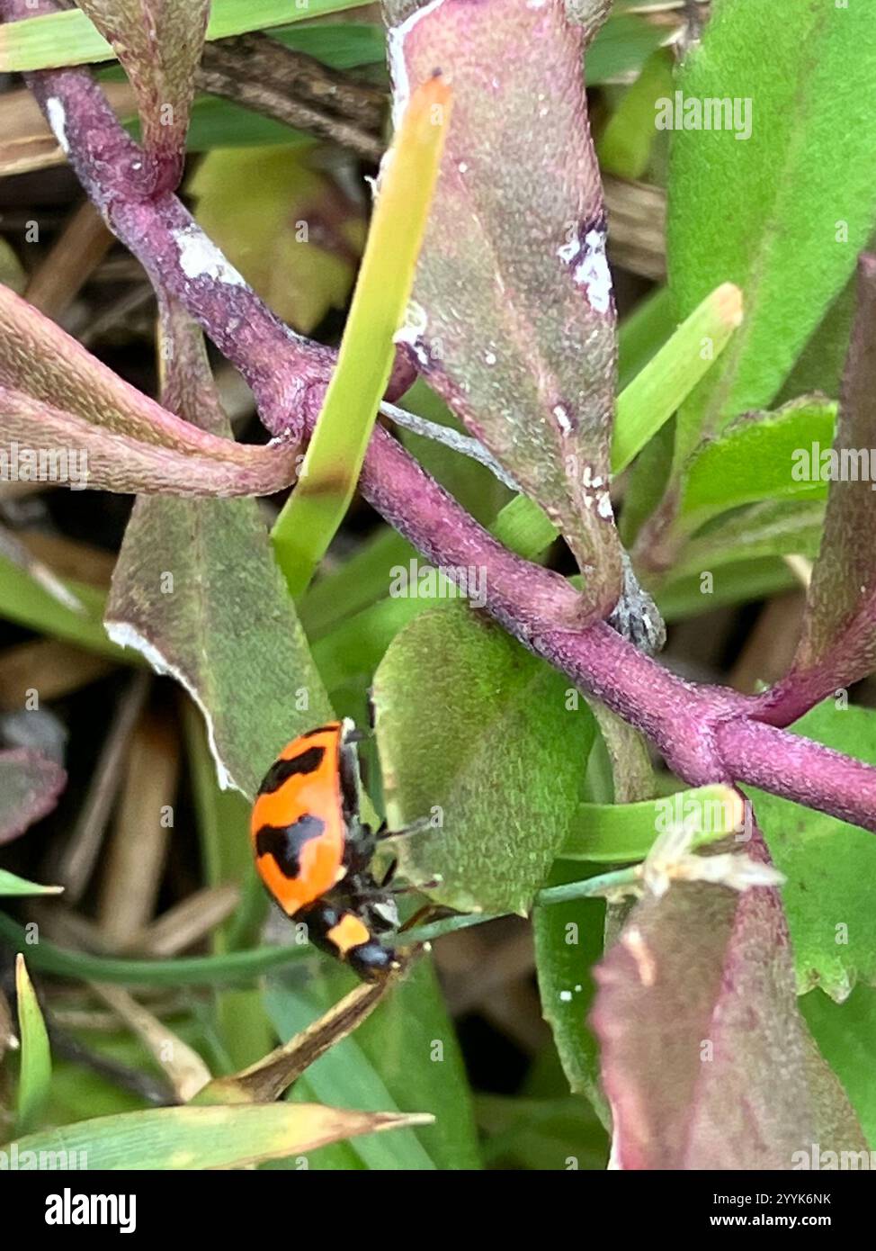 Small Transverse Ladybird Beetle (Coccinella transversalis Stock Photo ...