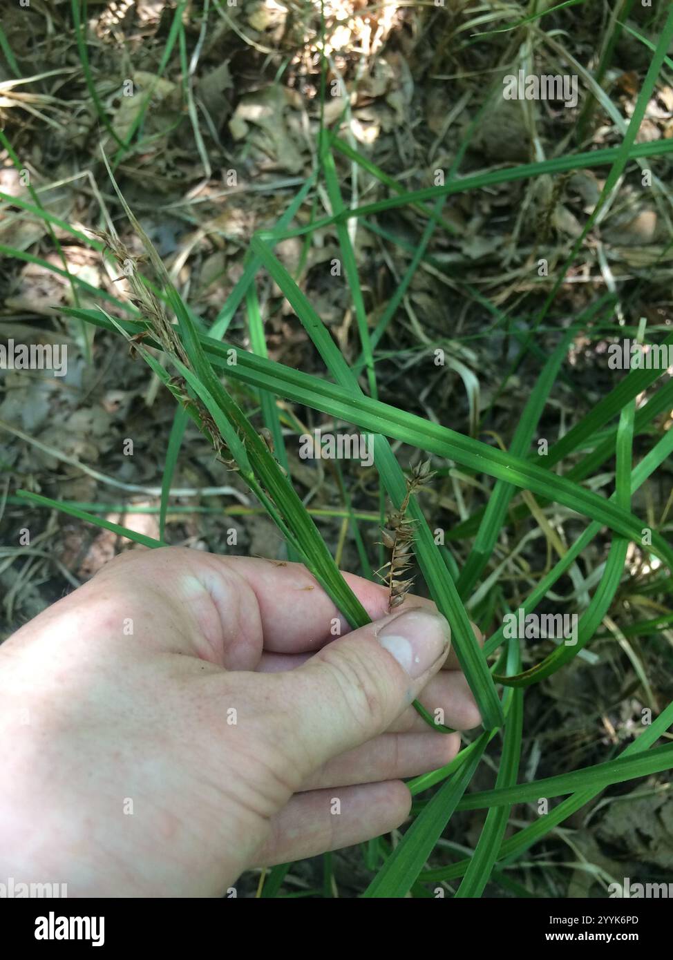 Cherokee sedge (Carex cherokeensis Stock Photo - Alamy